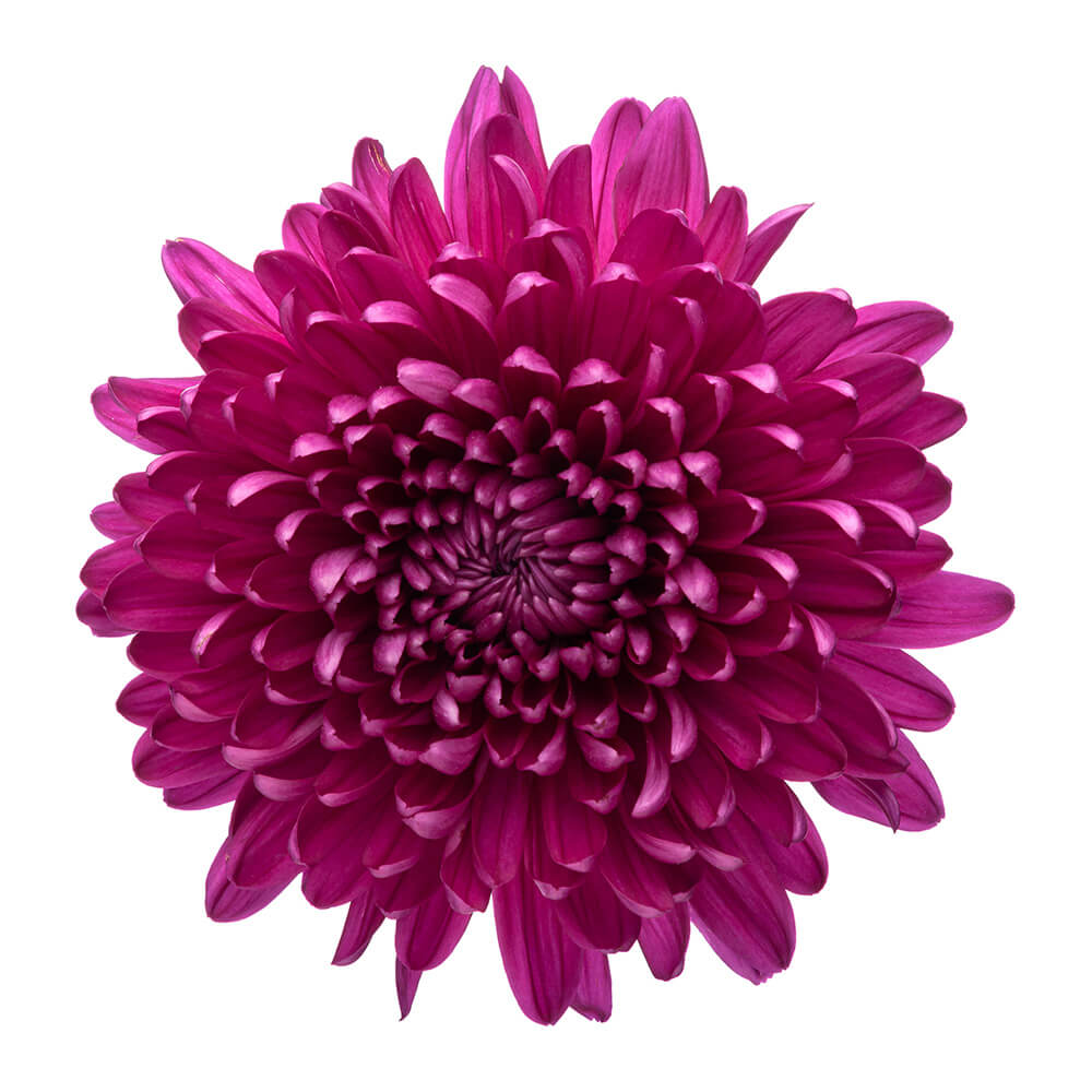 Cremon Andrea | The Queen's Flowers