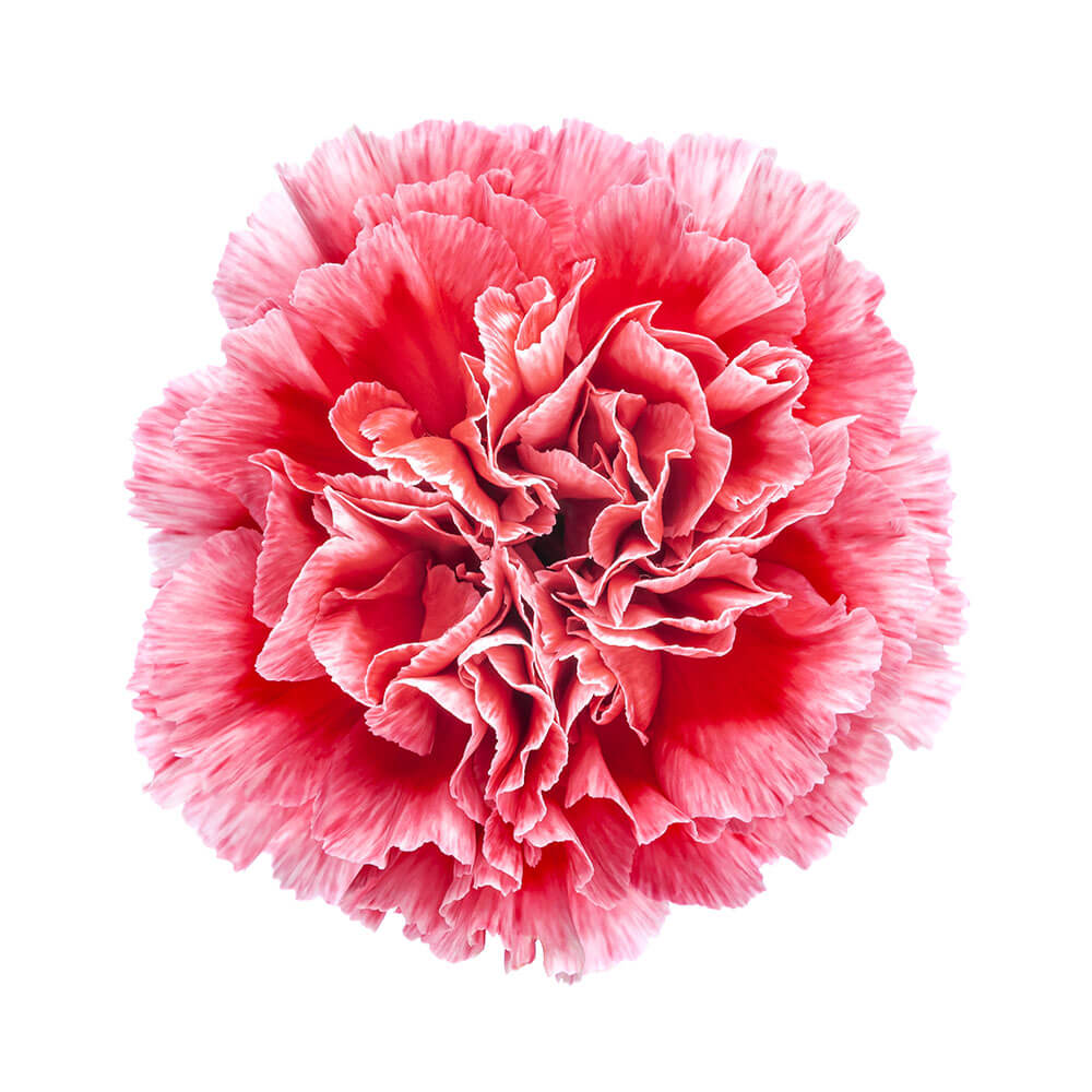 Carnation Cheerio | The Queen's Flowers