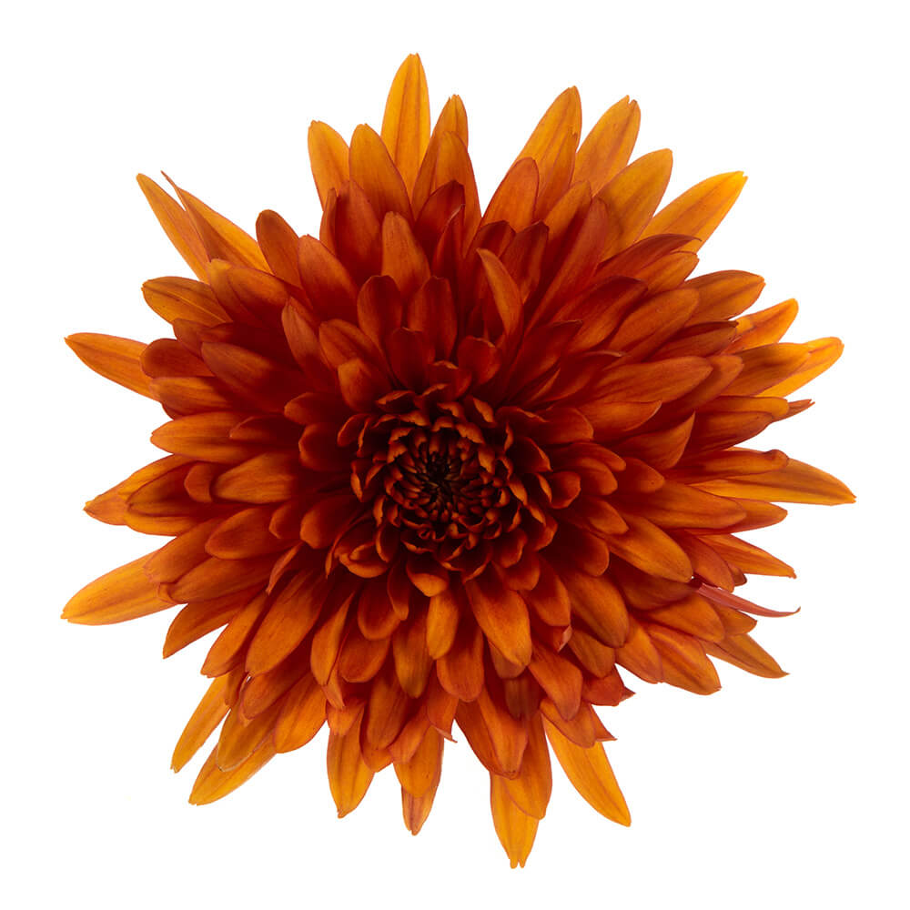 Cremon Copper | The Queen's Flowers