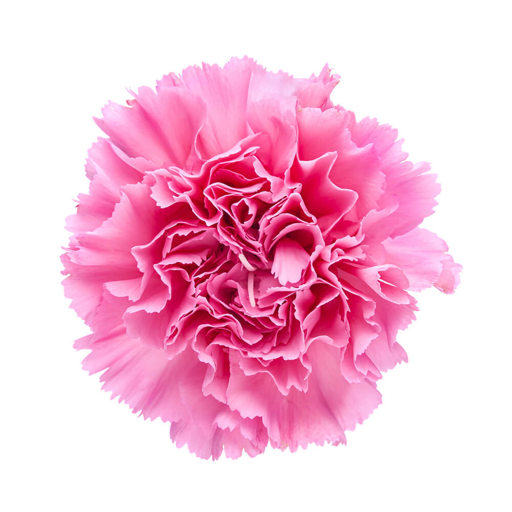 Carnation Cris | The Queen's Flowers