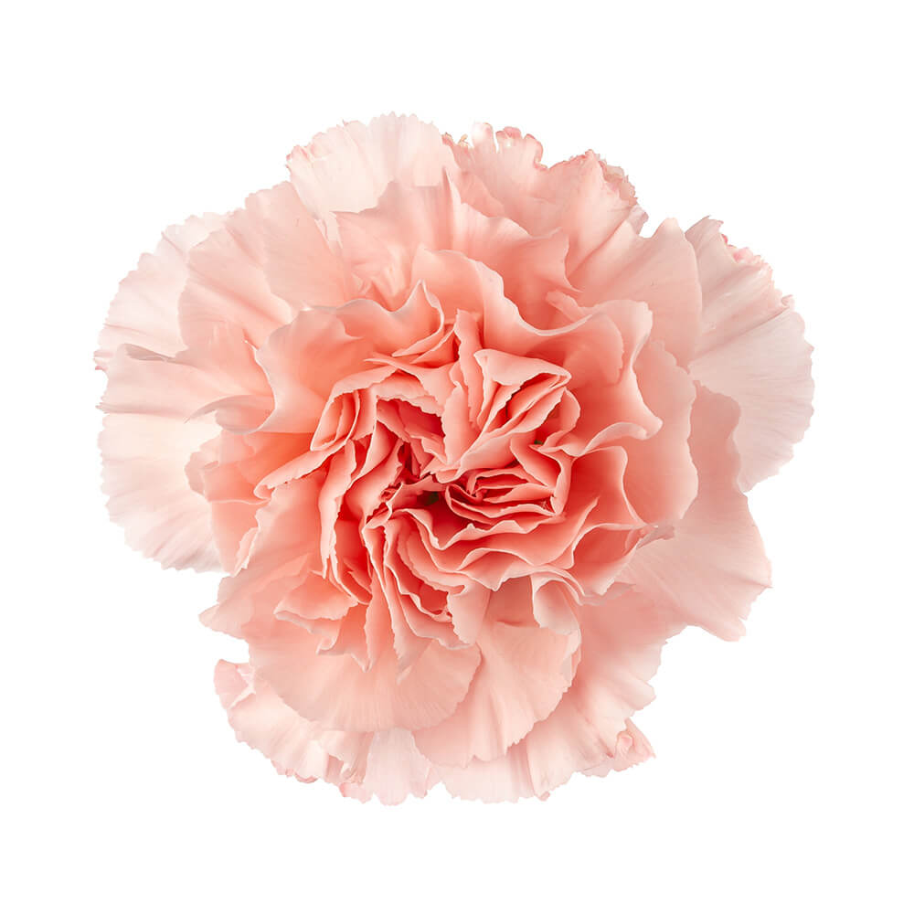 Carnation Doncel | The Queen's Flowers