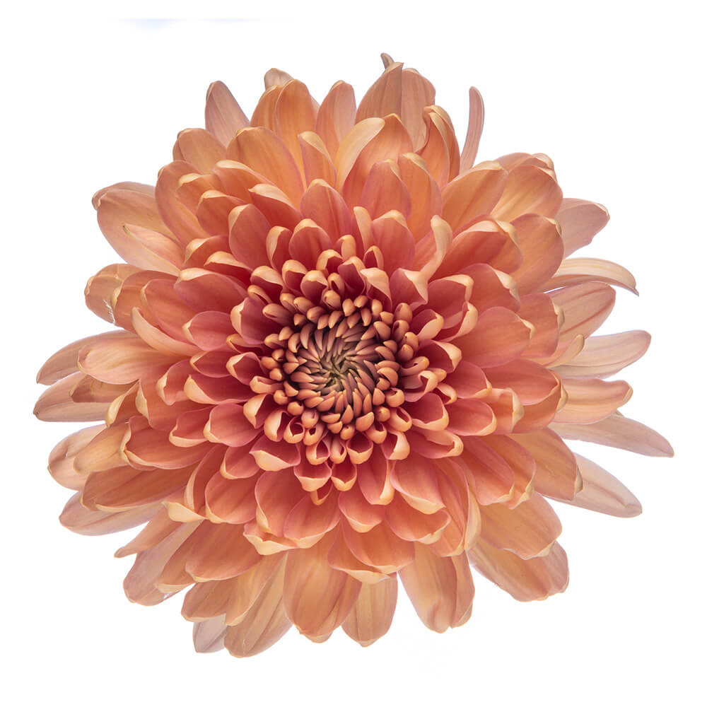 Cremon Linette | The Queen's Flowers