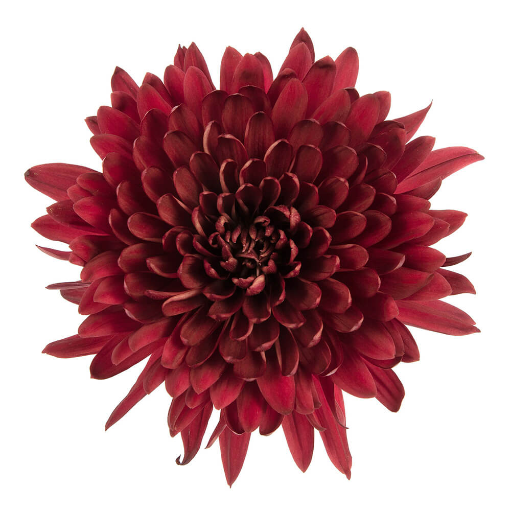 Cremon Red Tornado | The Queen's Flowers