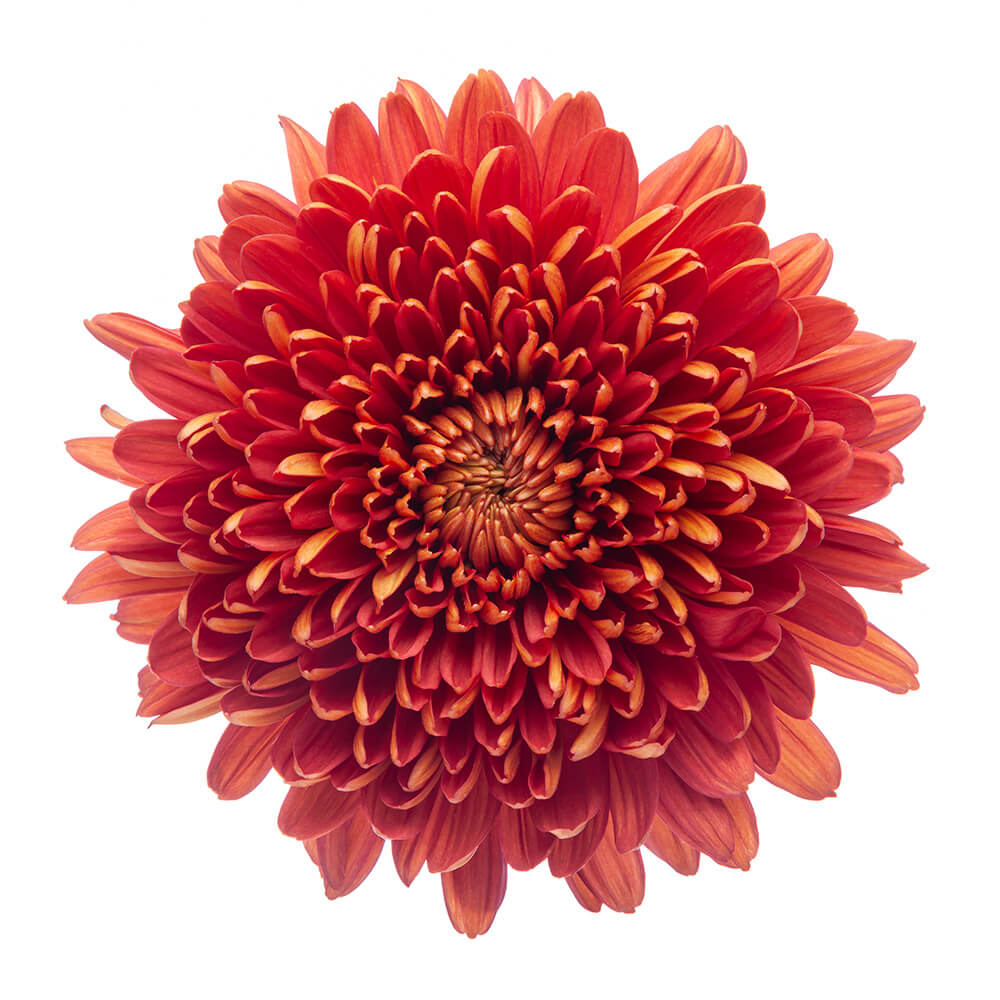 Cremon Tusca | The Queen's Flowers
