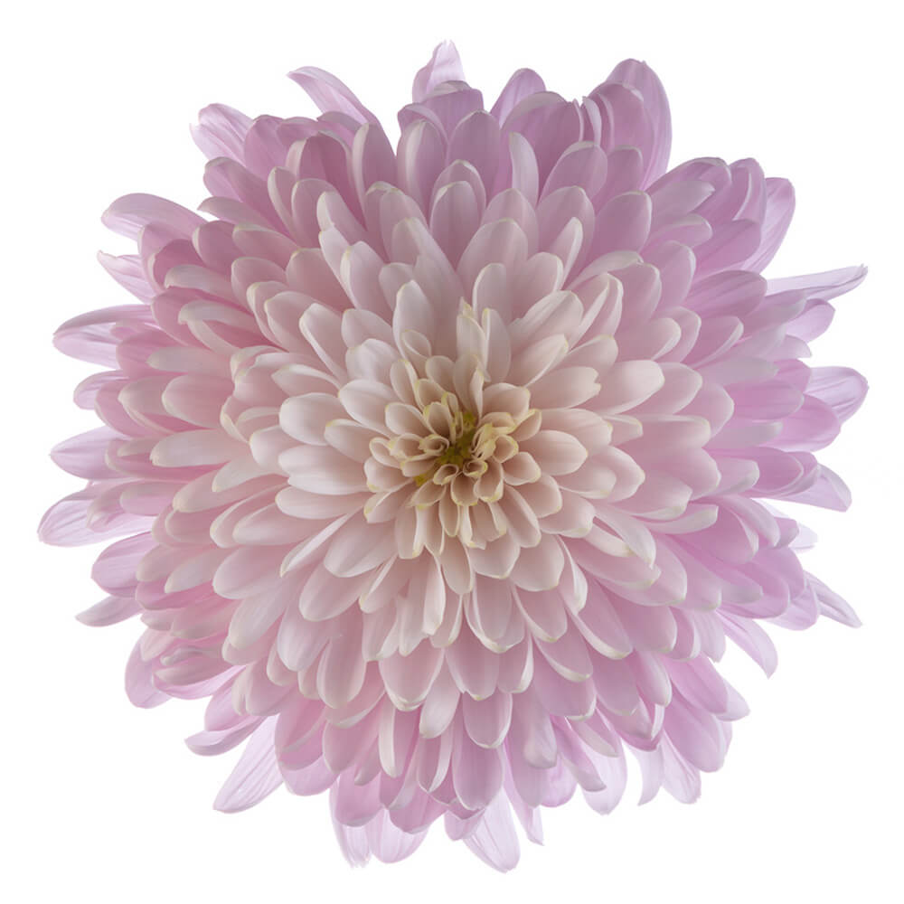 Super Mum Candyfloss | The Queen's Flowers