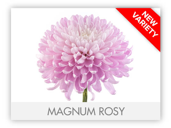 Super Mums | The Queen's Flowers