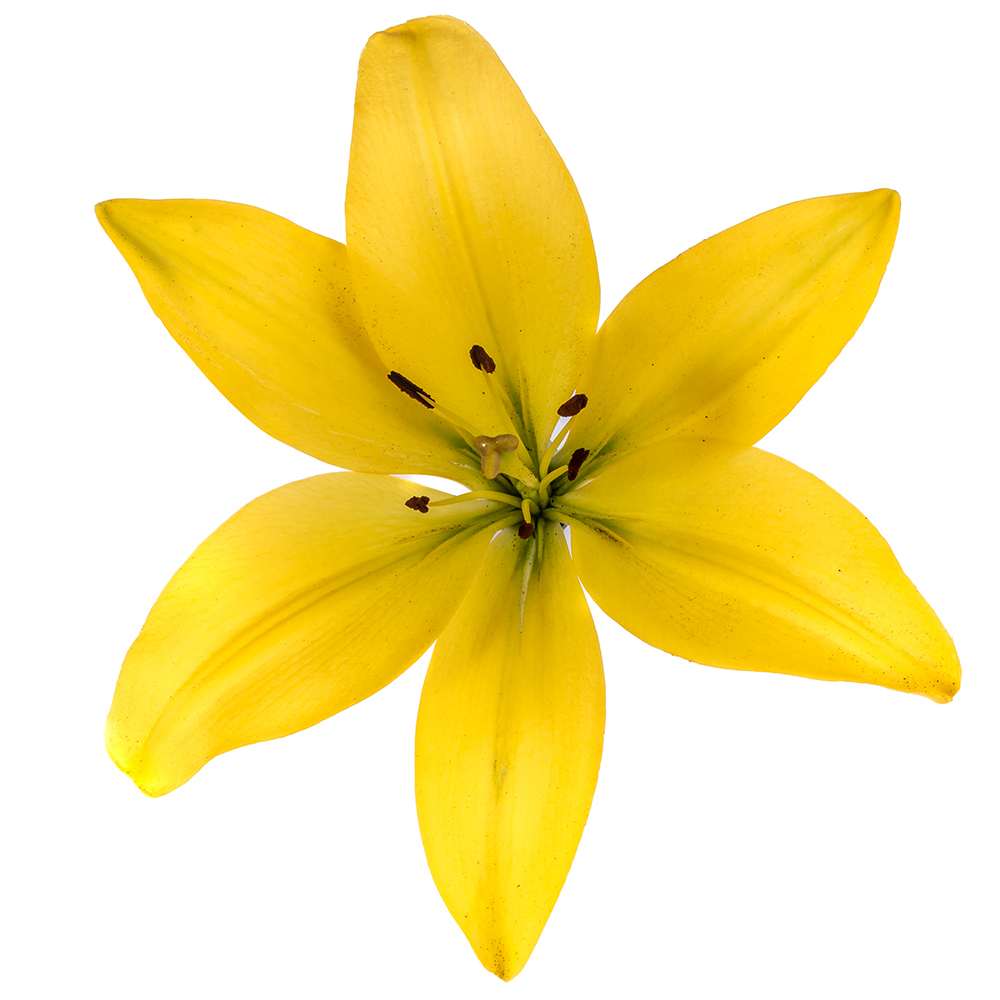 Hybrid Lily Pavia | The Queen's Flowers