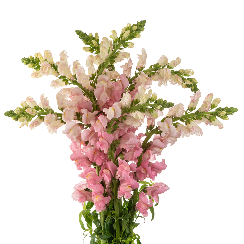 Pink Snapdragon | The Queen's Flowers