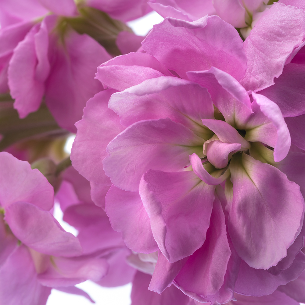 PINK STOCK – The Queen's Flowers