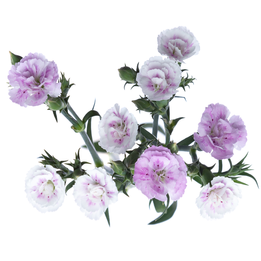 Sparkz Raffine Petit Odile | The Queen's Flowers