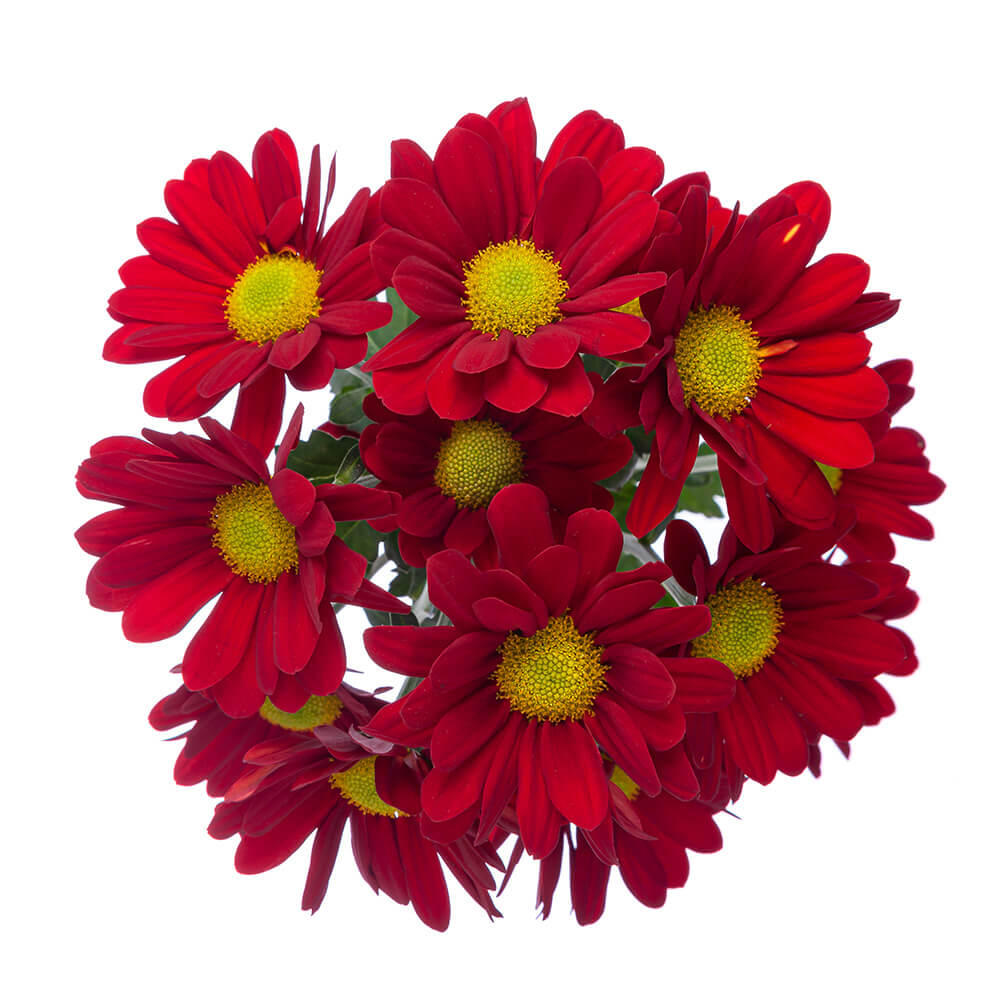 Pompon Valentino | The Queen's Flowers