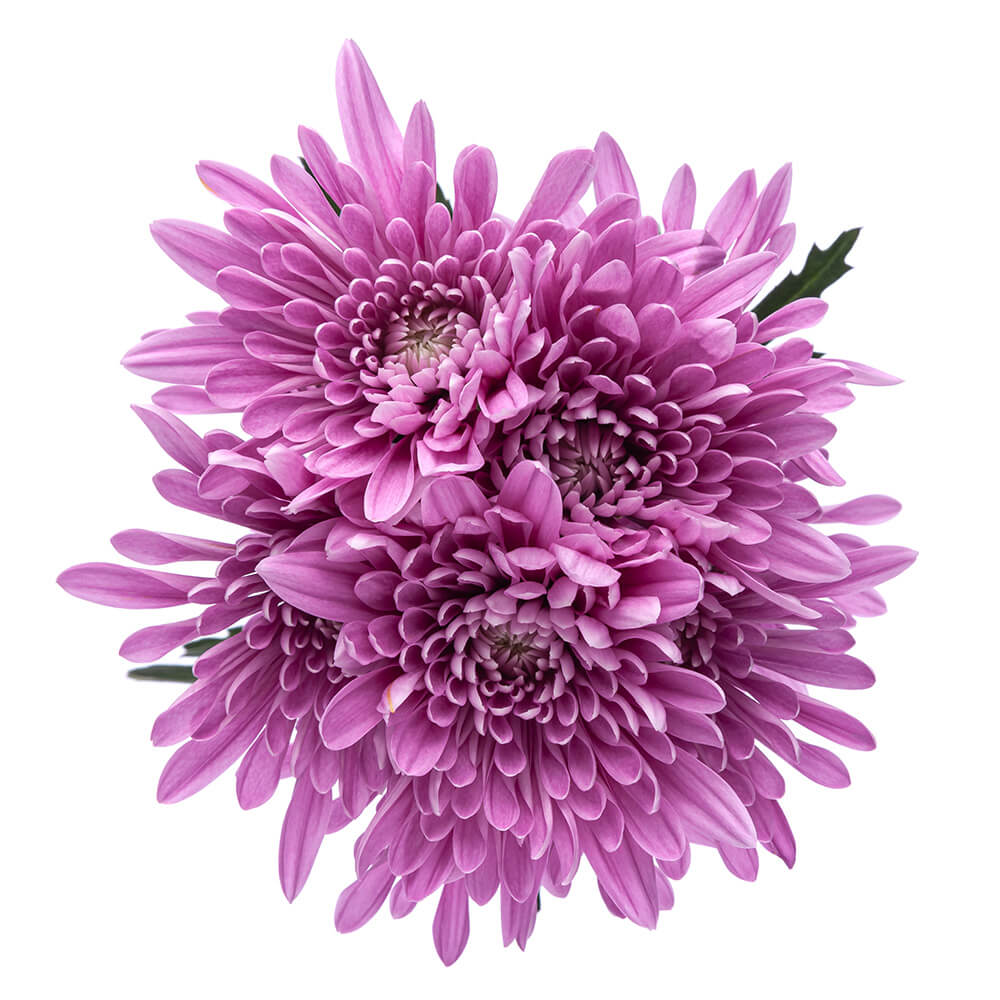 Lavender – The Queen's Flowers