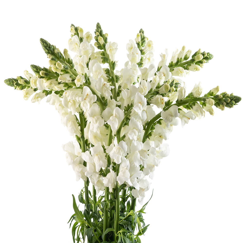 White Snapdragon | The Queen's Flowers