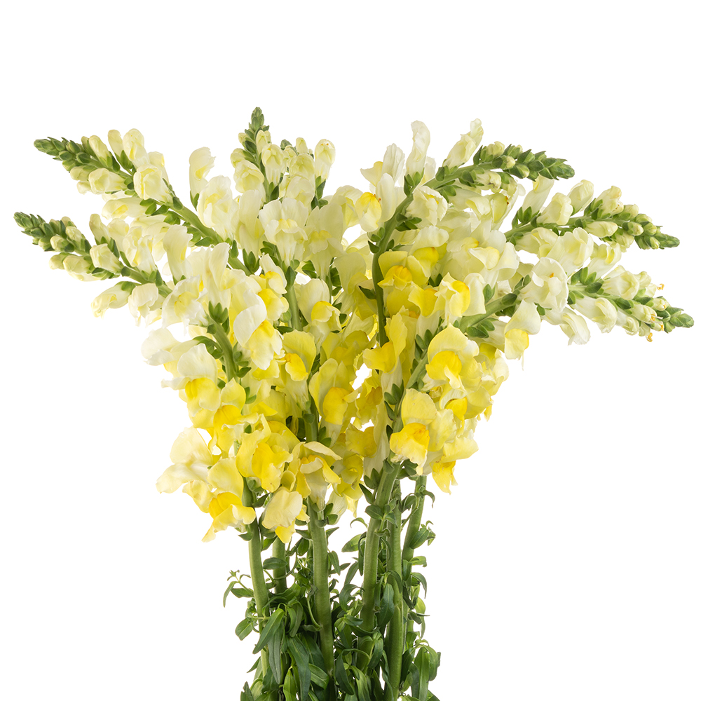 Yellow Snapdragon | The Queen's Flowers