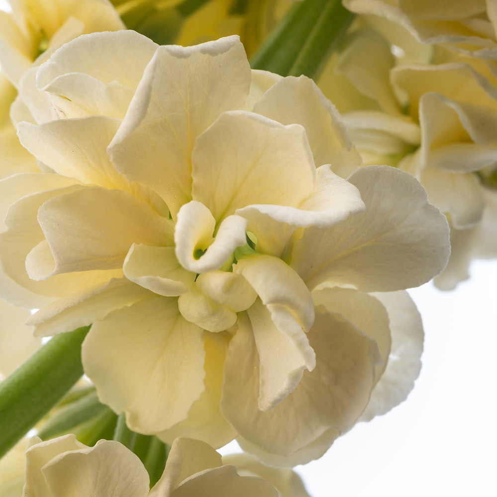 YELLOW STOCK – The Queen's Flowers