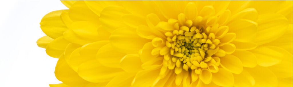 Cremons – The Queen's Flowers