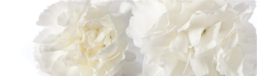 Mini Carnations – The Queen's Flowers