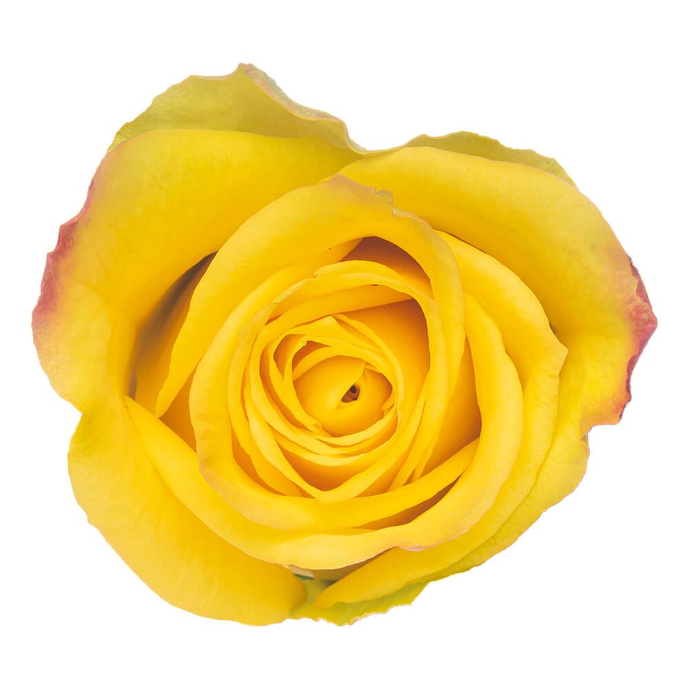 Rose Agatha | The Queen's Flowers