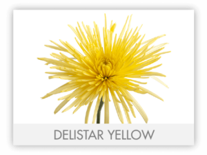 Yellow – The Queen's Flowers