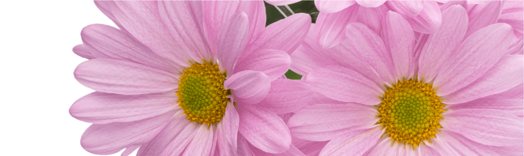 Pompons Daisy – The Queen's Flowers