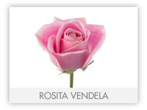 Colombian Roses – The Queen's Flowers