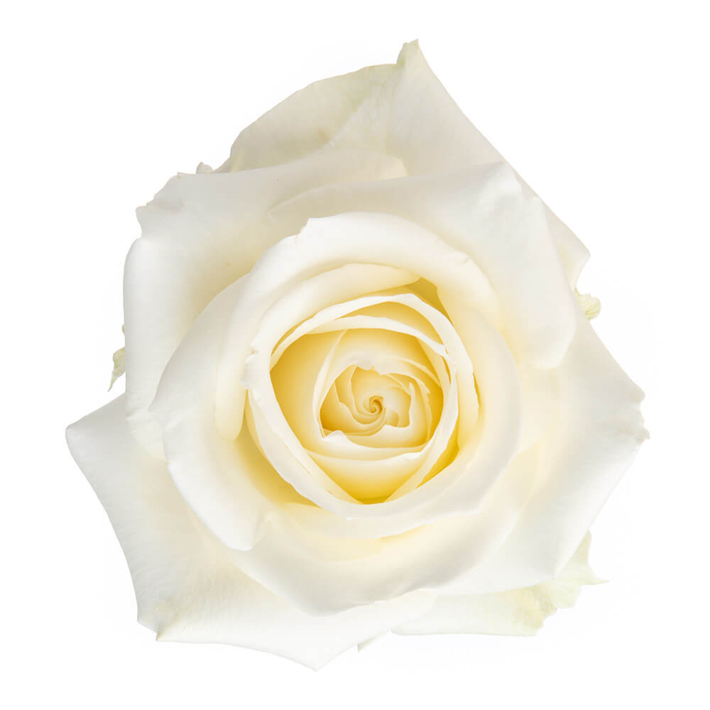 Rose Sugar Doll | The Queen's Flowers