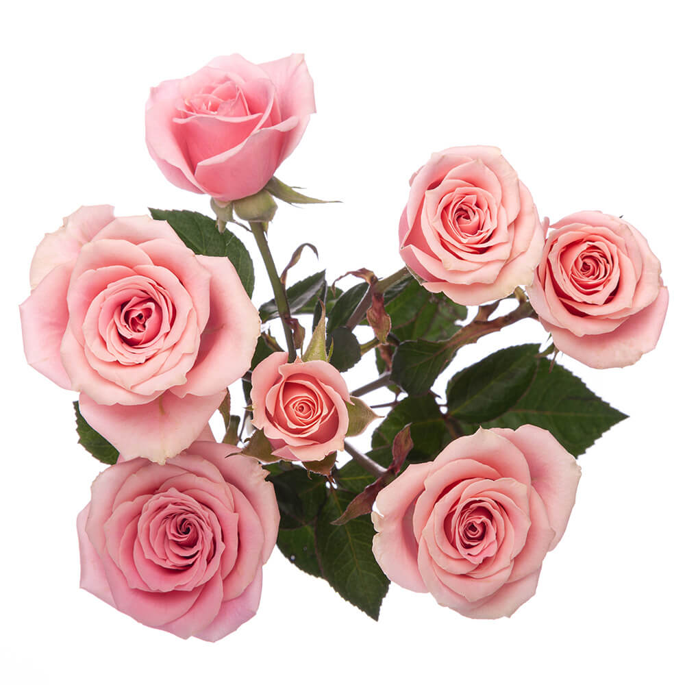 Spray Rose Sweet Sensation | The Queen's Flowers