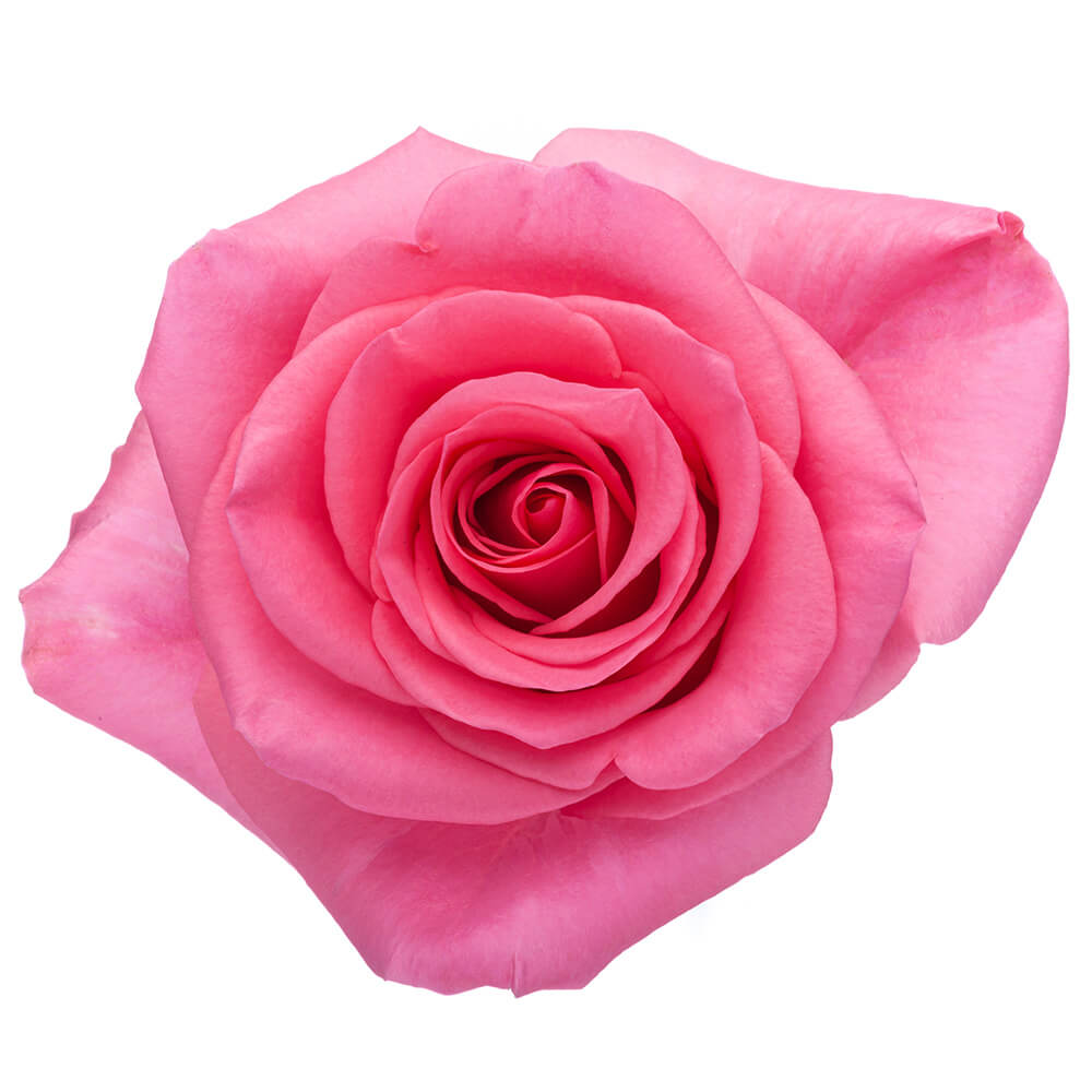 Rose Tabatha | The Queen's Flowers