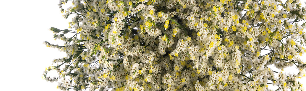 Limonium – The Queen's Flowers
