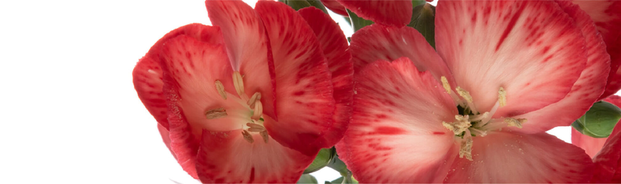 Sparkz Gallery – The Queen's Flowers