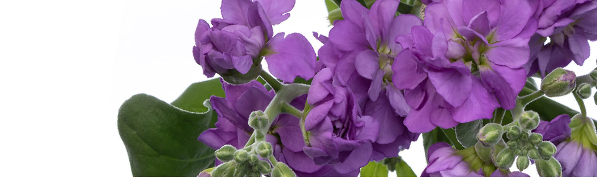 Spray Stock Gallery – The Queen's Flowers