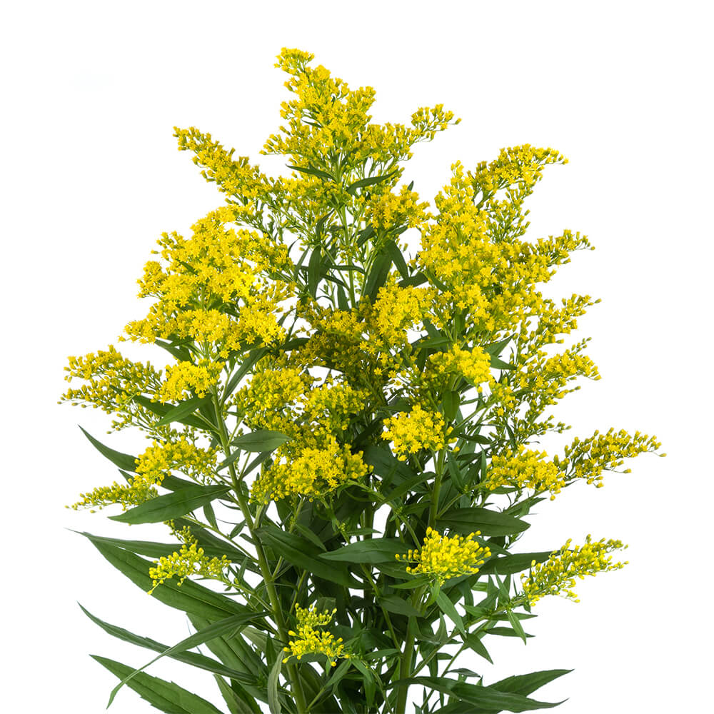 Solidago Tara | The Queen's Flowers