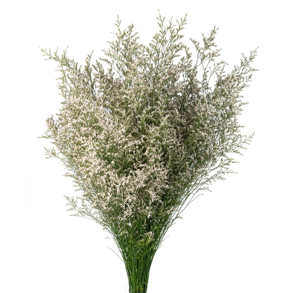 White Limonium | The Queen's Flowers