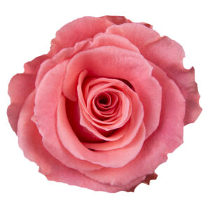Ecuadorian Rose Amsterdam – The Queen's Flowers