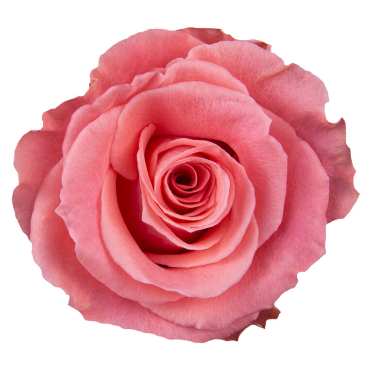 Ecuadorian Rose Amsterdam – The Queen's Flowers