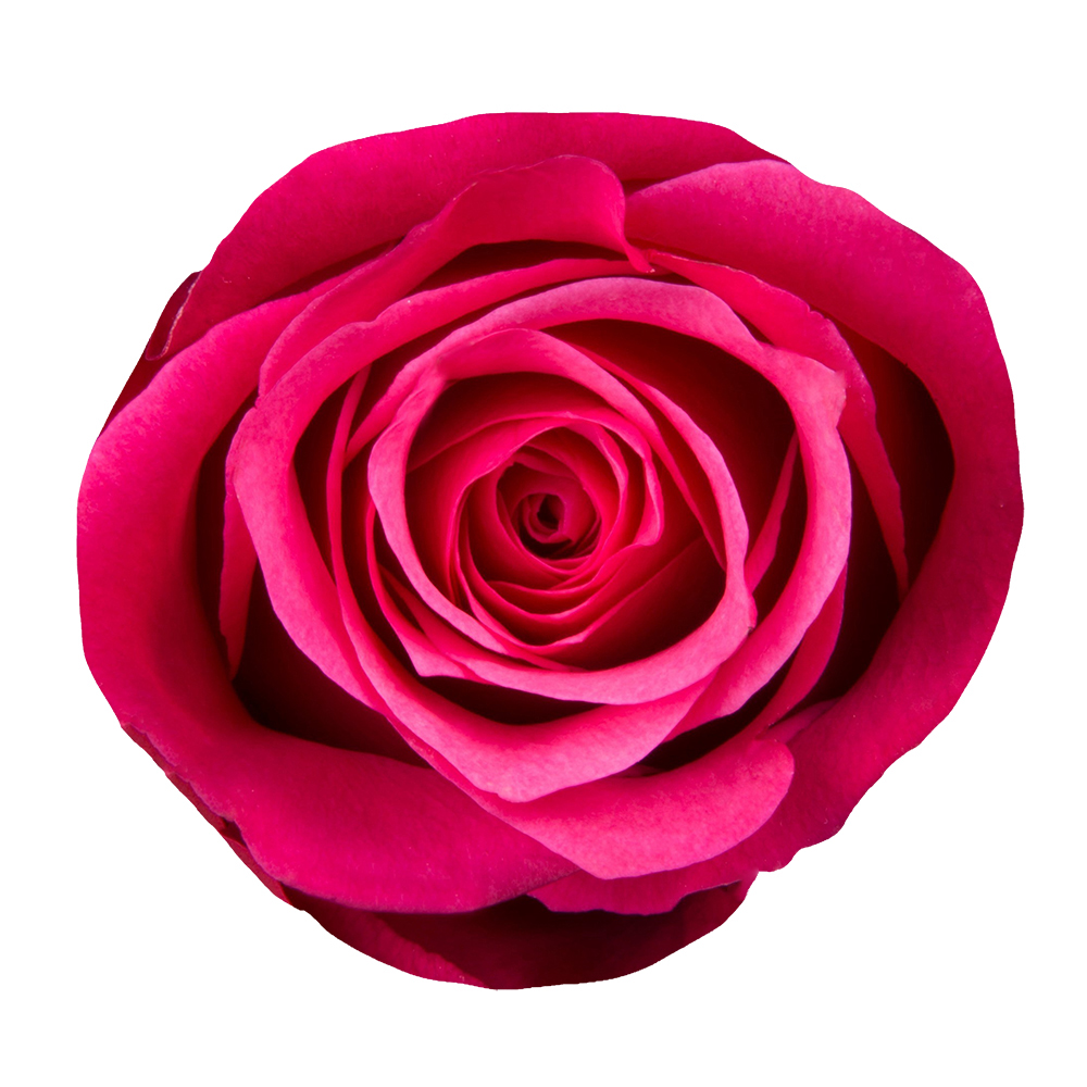 Ecuadorian Rose Cherry Oh | The Queen's Flowers