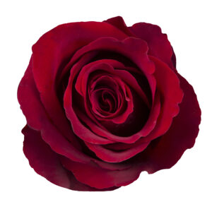 Ecuadorian Rose Explorer – The Queen's Flowers