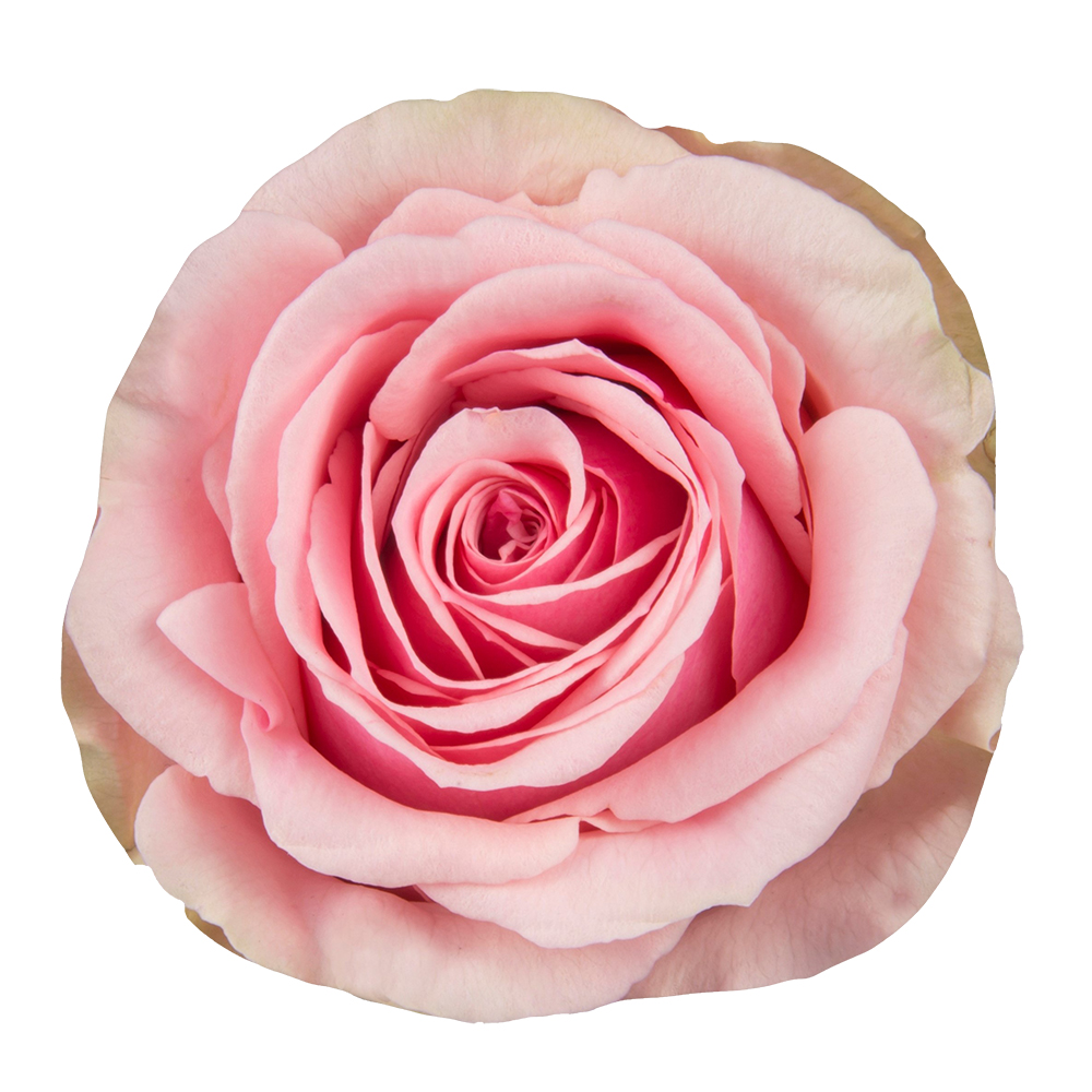 Ecuadorian Rose Geraldine | The Queen's Flowers