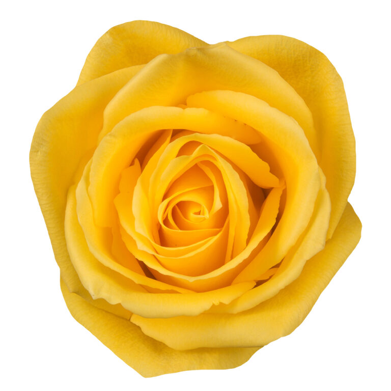 Ecuadorian Rose Mohana – The Queen's Flowers