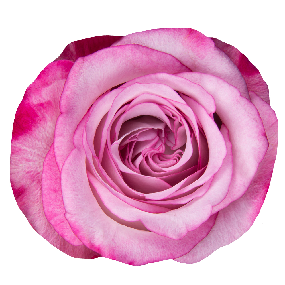 Ecuadorian Rose Pink Farfalla | The Queen's Flowers