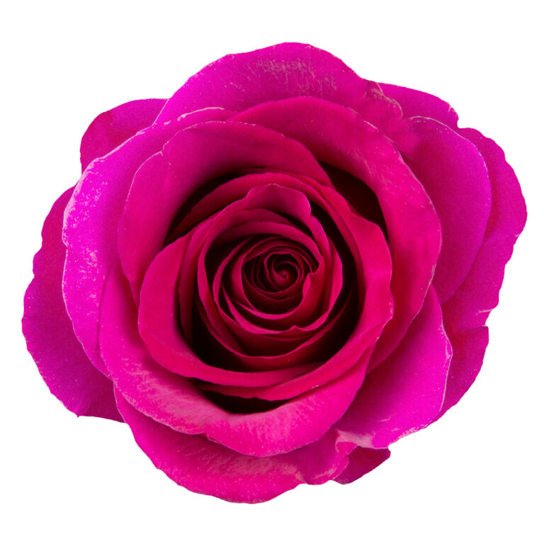 Ecuadorian Rose Roseberry – The Queen's Flowers