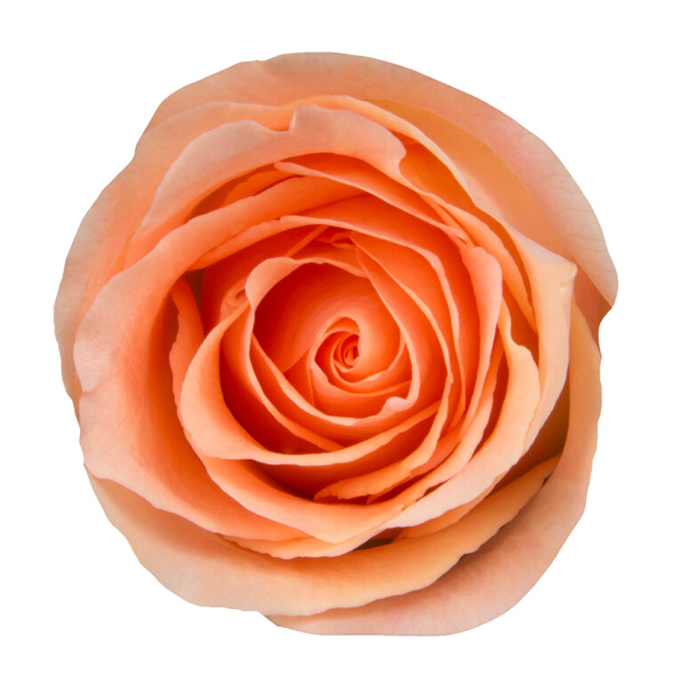 Ecuadorian Rose Versilia – The Queen's Flowers