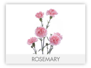 Mini Carnations – The Queen's Flowers