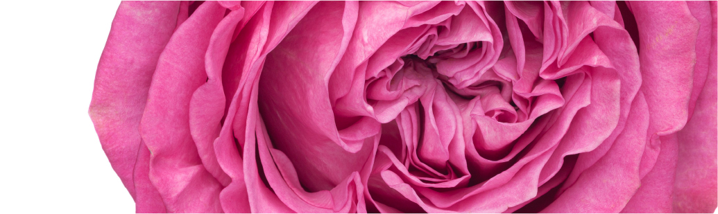 Ah! Maze Roses – The Queen's Flowers