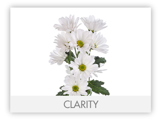 Pompons Daisy – The Queen's Flowers