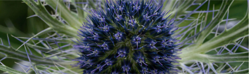 Eryngium – The Queen's Flowers