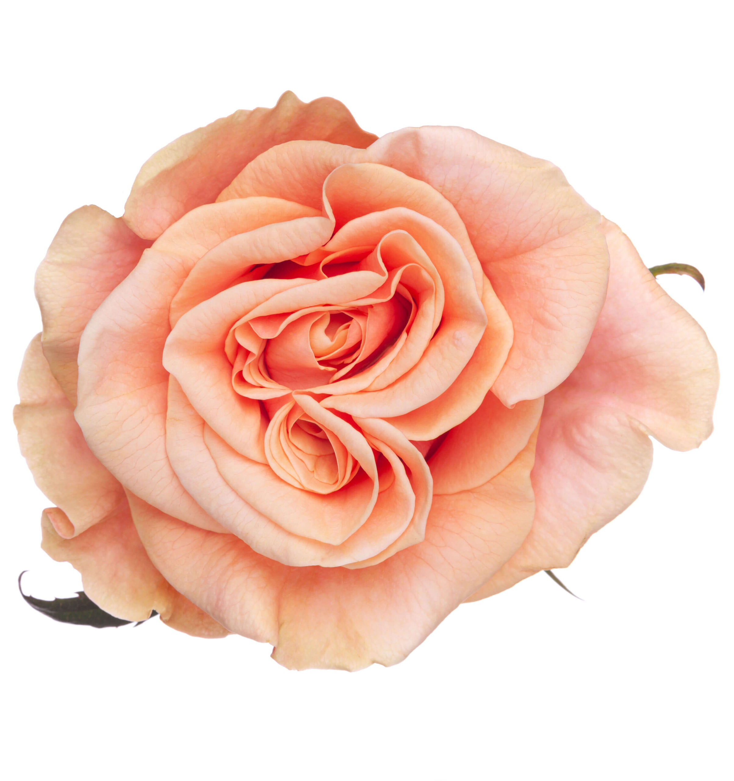 Ah!Maze Rose Phoenix | The Queen's Flowers