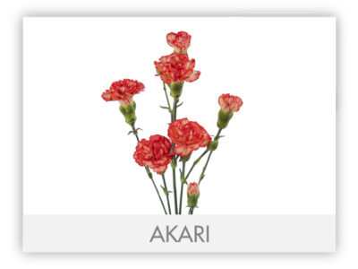 Mini Carnations – The Queen's Flowers