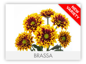 Pompons Daisy – The Queen's Flowers