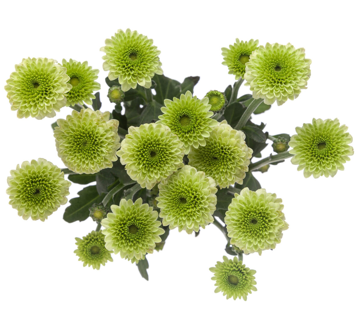 Micro Pompon Candy Crush Mint – The Queen's Flowers
